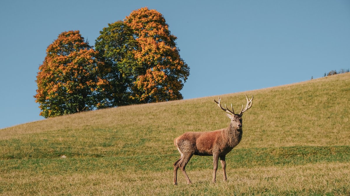 Anniversary weekend in the Aurach wildlife park