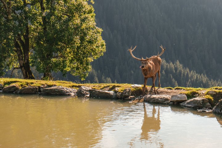#LocalHeroes | Der Wildpark Aurach